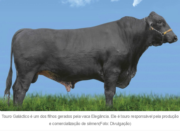 GIRO PELO BRASIL: Vaca brasileira produz 100 mil litros de leite e vira ...